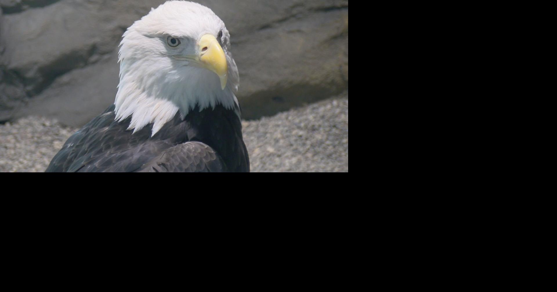 National Eagle Center having its SOAR Spring Hatch Festival | News | wxow.com