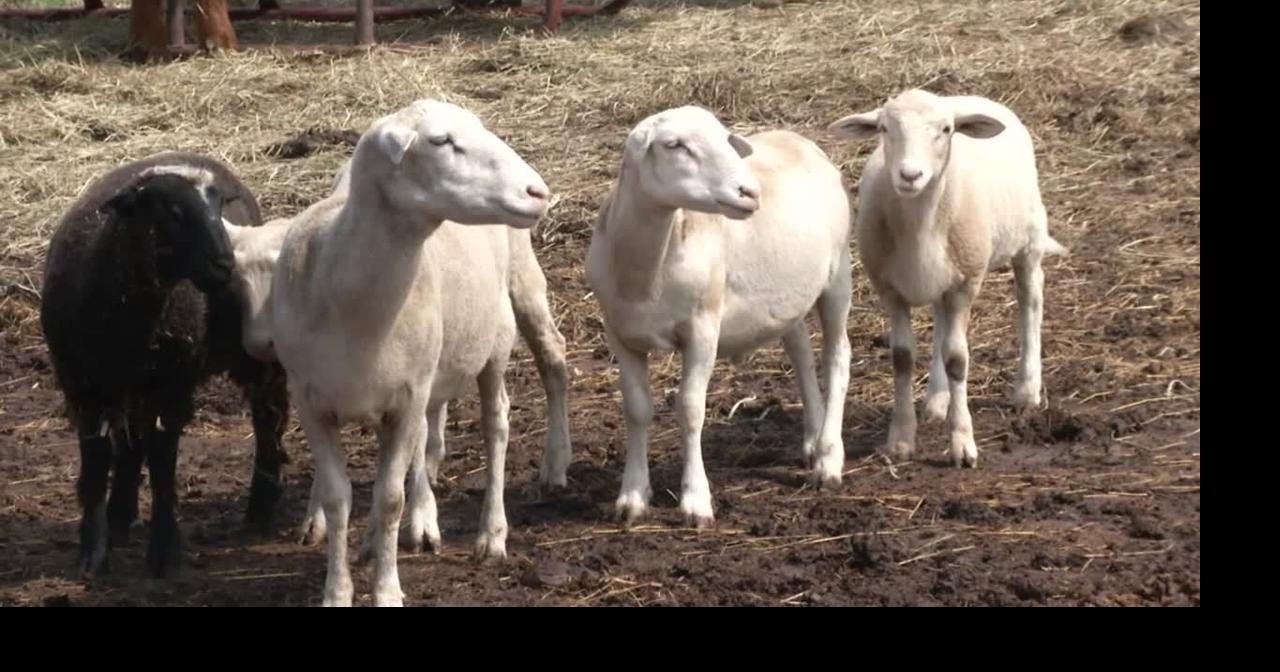 Sheep rescued from deadly car crash | Video | wxow.com