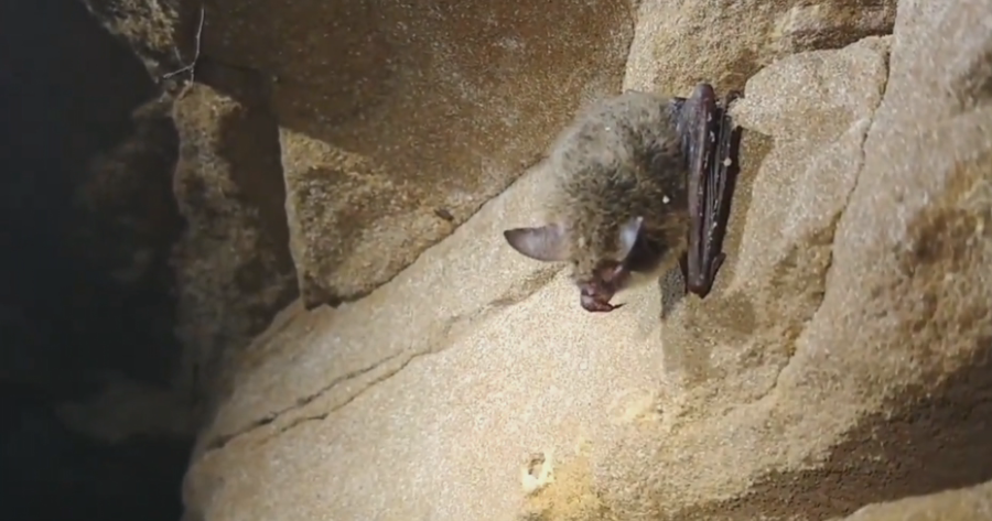 Explore the Kickapoo Caverns virtually | News | wxow.com