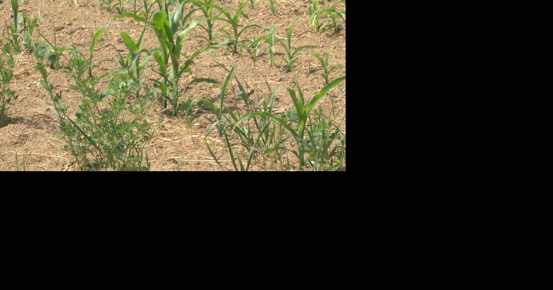 Drought conditions continue to hurt farming crops | News | wxow.com