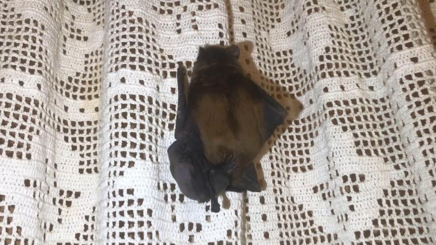 Got a bat in your house? Here's what to do | News | wxow.com