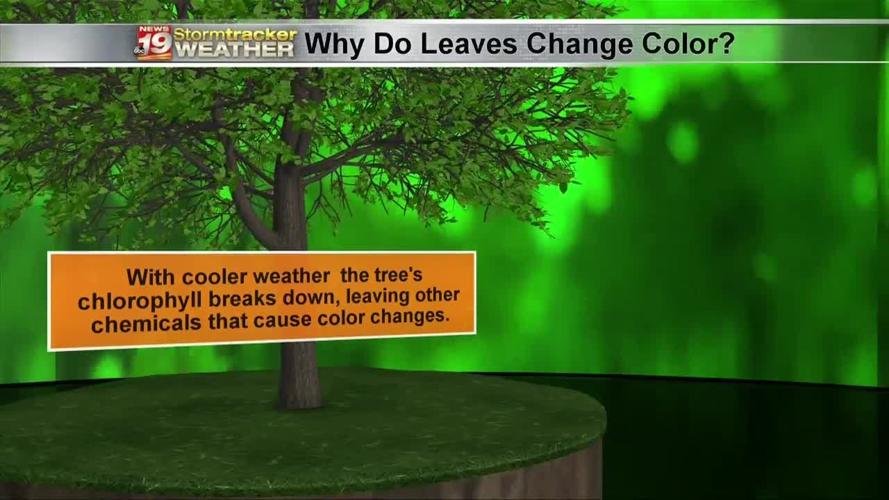 does amber leaf go off