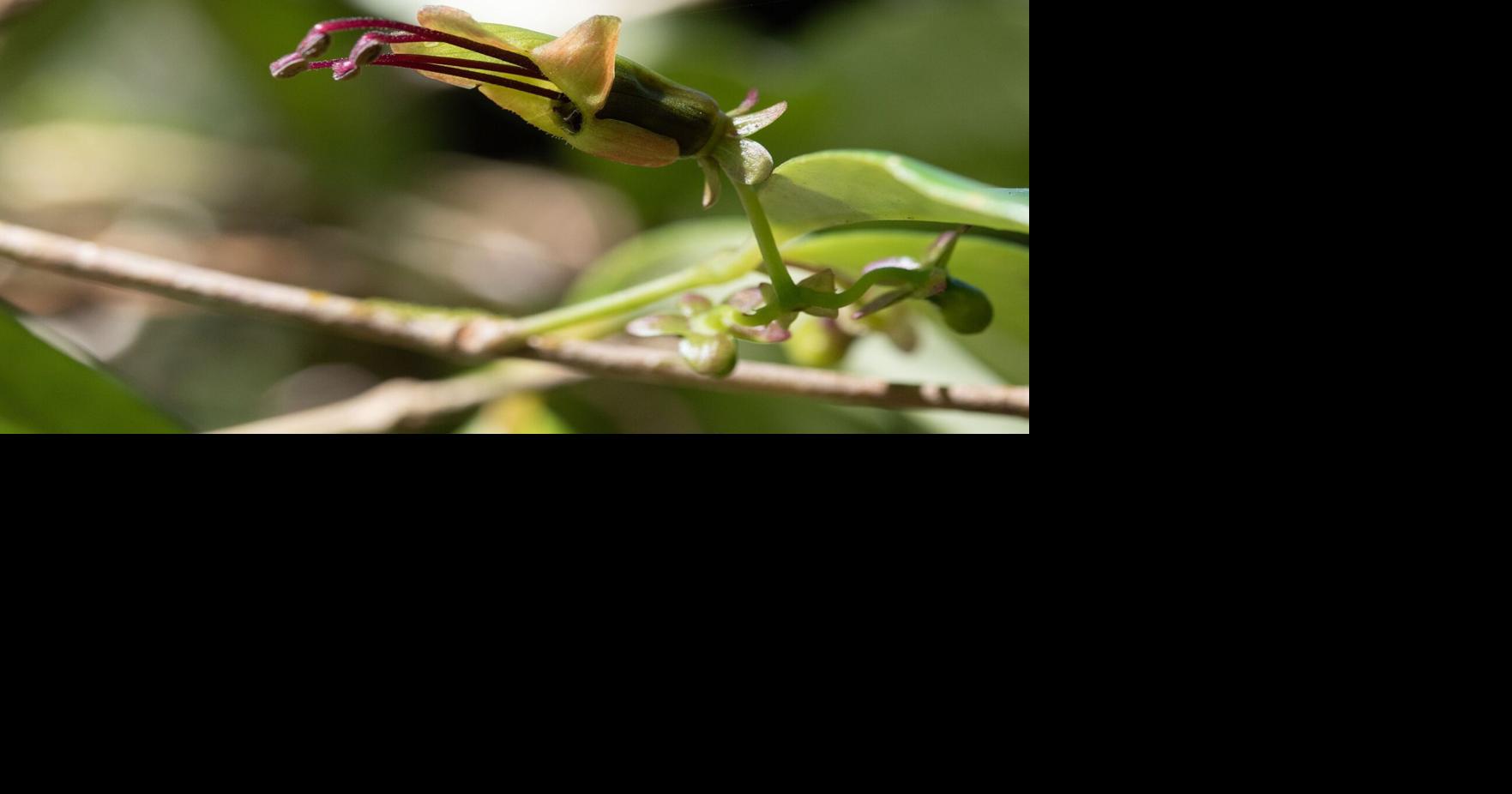 A flower in Asia bucks the rules of evolution, puzzling scientists ...