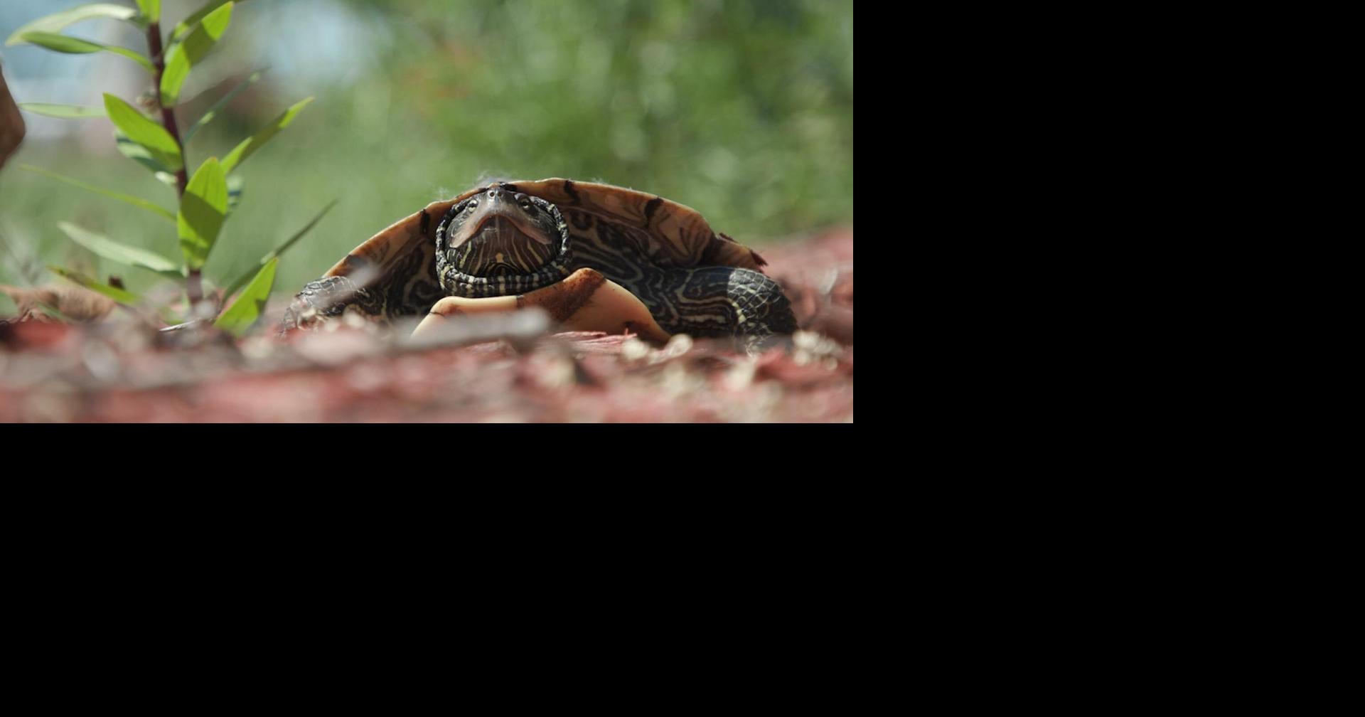 Watch Out! More turtles traveling across roadways in summer months ...