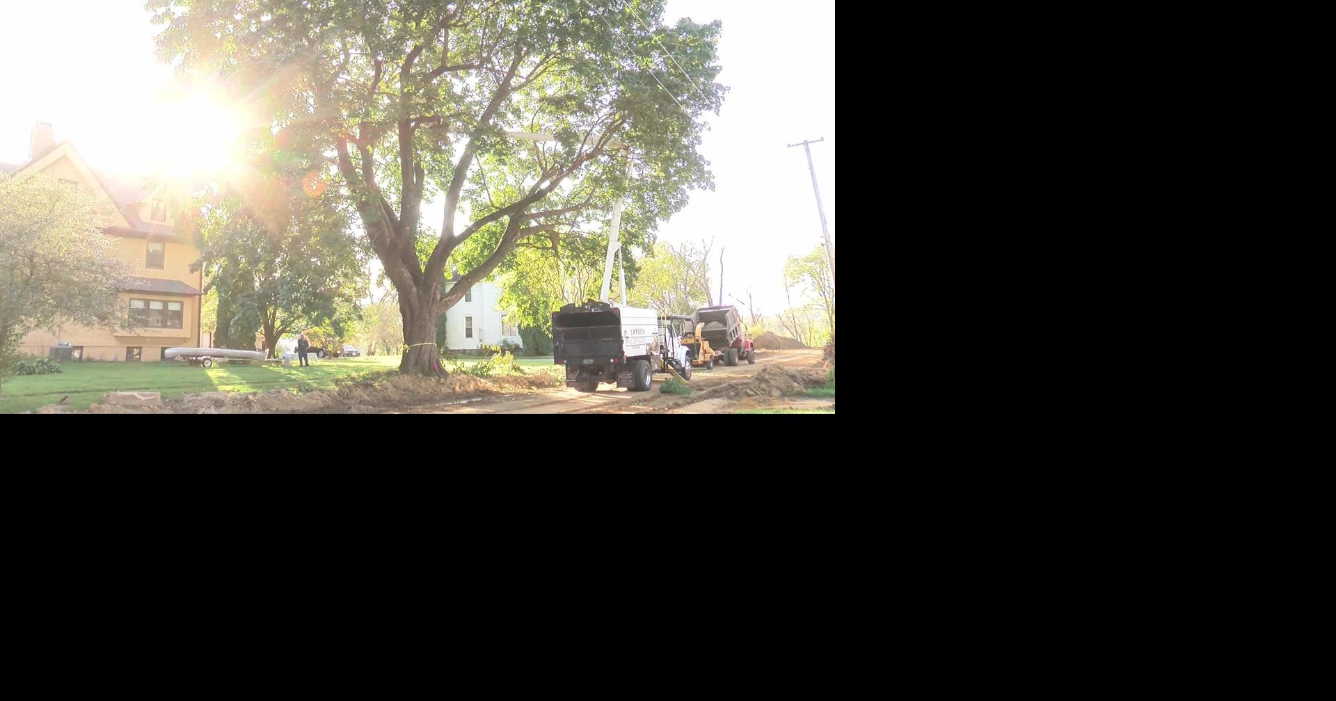 10-year-old's words make all the difference for beloved tree | Coulee ...