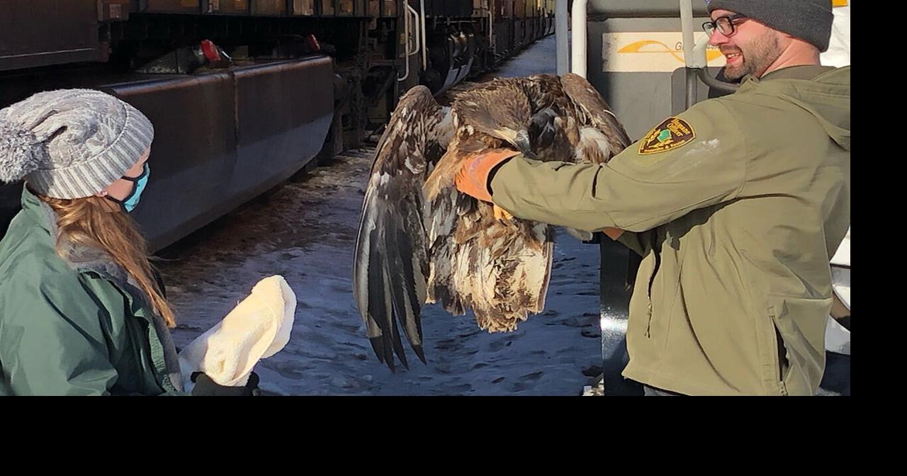 Eagle survives getting hit by and getting stuck in train | News | wxow.com