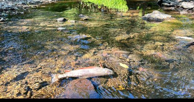 Fish kill under investigation after drains disinfected water into creek ...