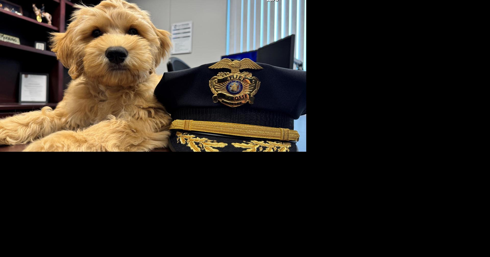 Meet Hank, La Crosse Police's new therapy puppy | News | wxow.com