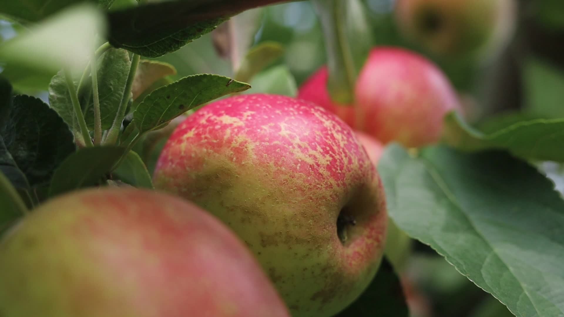 Ferguson’s Orchards in Galesville opens Saturday with new attractions ...