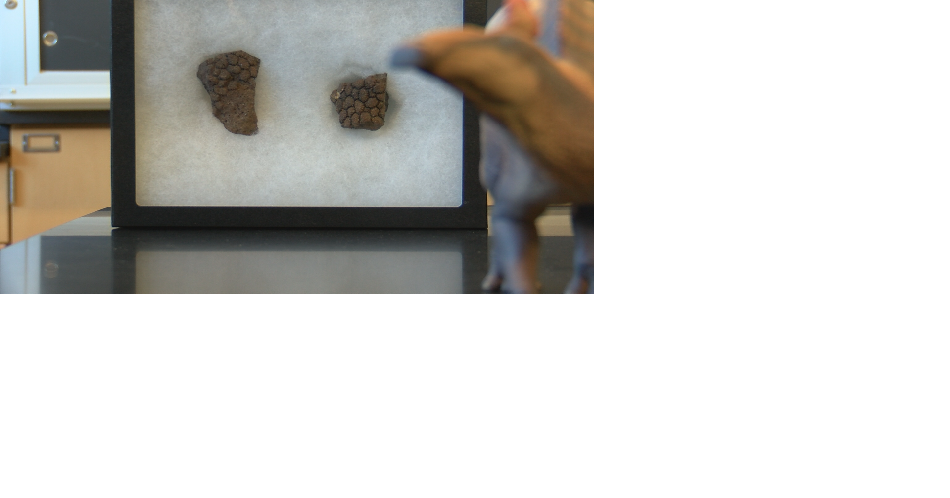 Winona State alum brings rare fossil to the university | Coulee Region ...