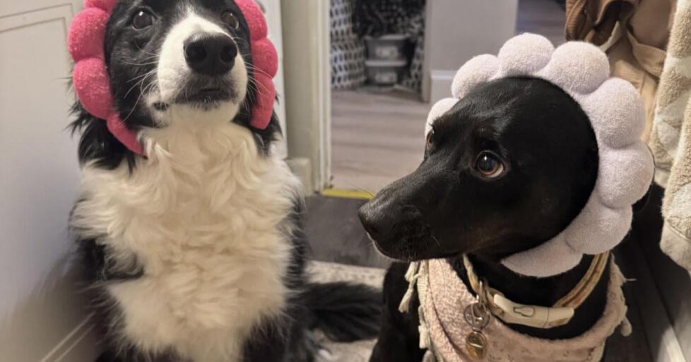 Buddy & Paisley, Atticus & Murphy, Goliath & Luther | | wxow.com
