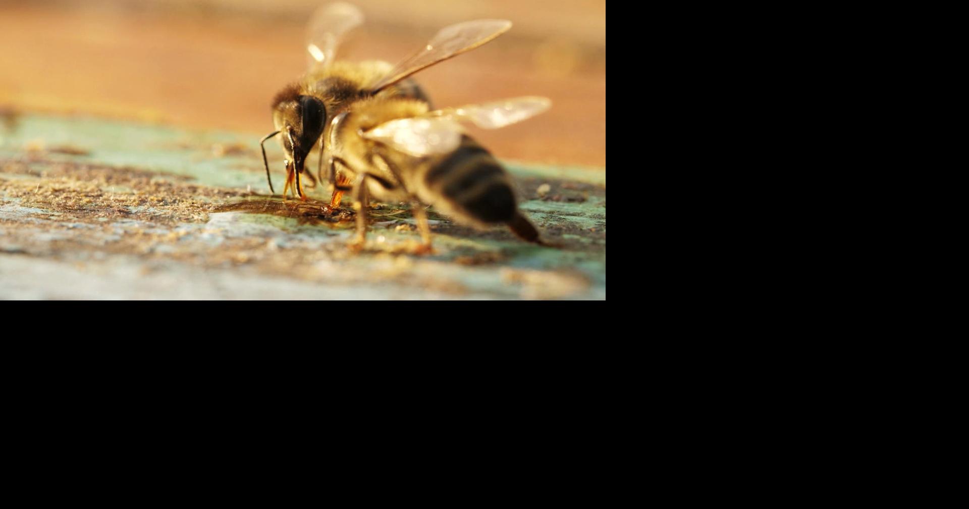 Nervous about bees? Here's what experts say | News | wxow.com