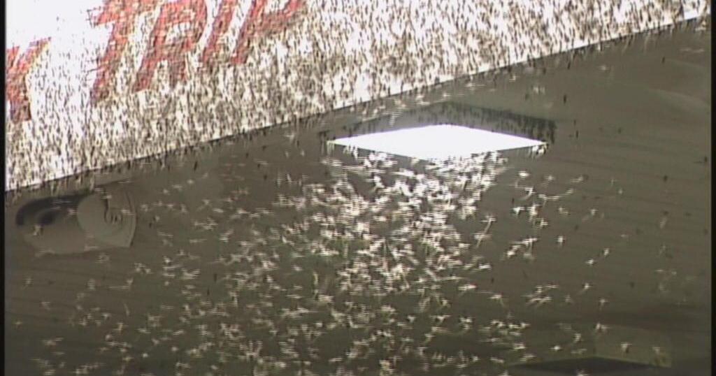 Mayfly hatches have been later and smaller than usual | News | wxow.com