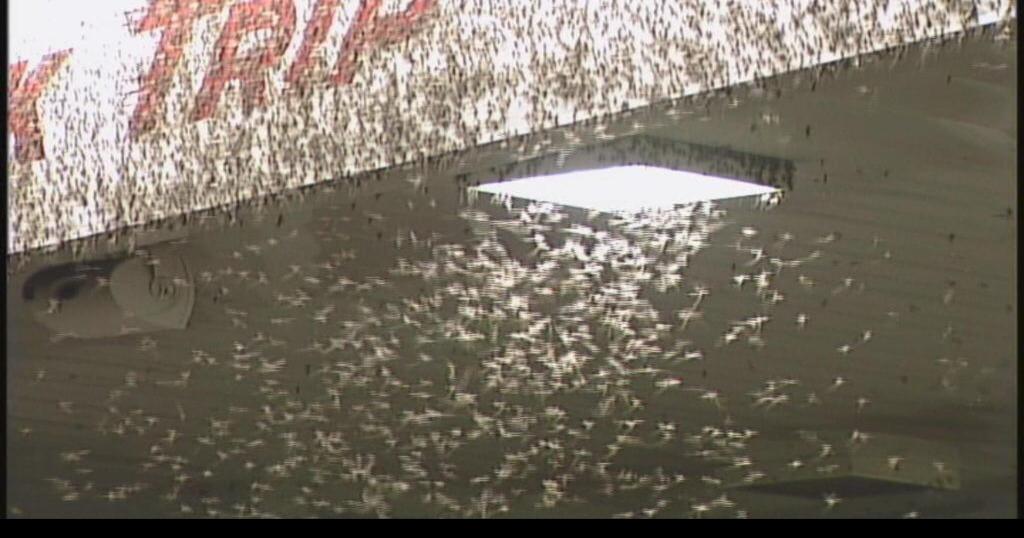 Mayfly hatches have been later and smaller than usual | News | wxow.com