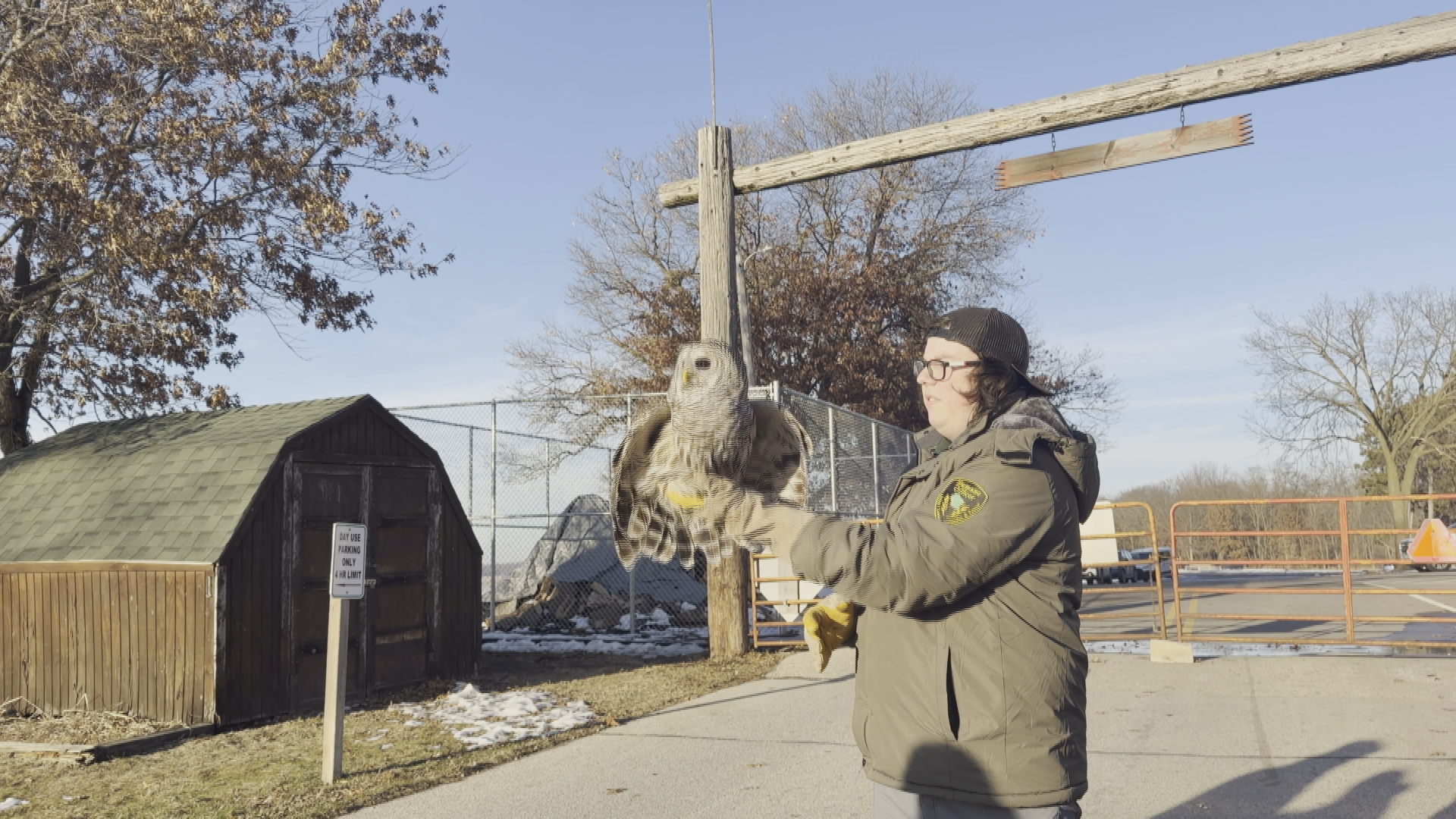 Barred owl released back into the wild on Goose Island | Coulee Region ...