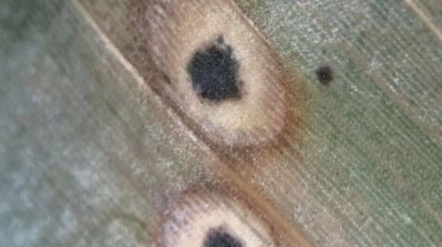 'It just killed it — dead': Invasive species called 'tar spot ...