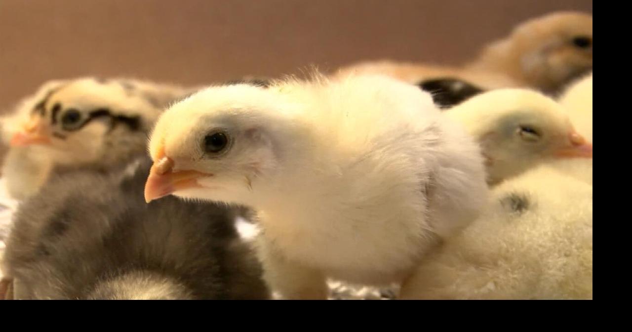 Baby chick hatching school project continues at home | News | wxow.com