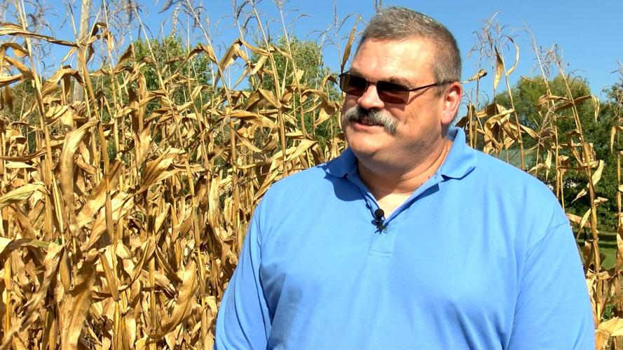 Earlier corn harvest expected due to fungus infections | News | wxow.com