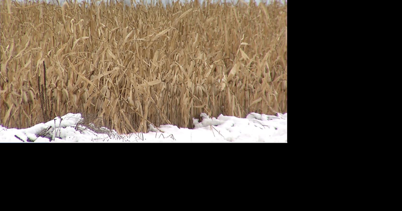 Minnesota Corn Growers Association Says Farmers Appreciate March Snow ...
