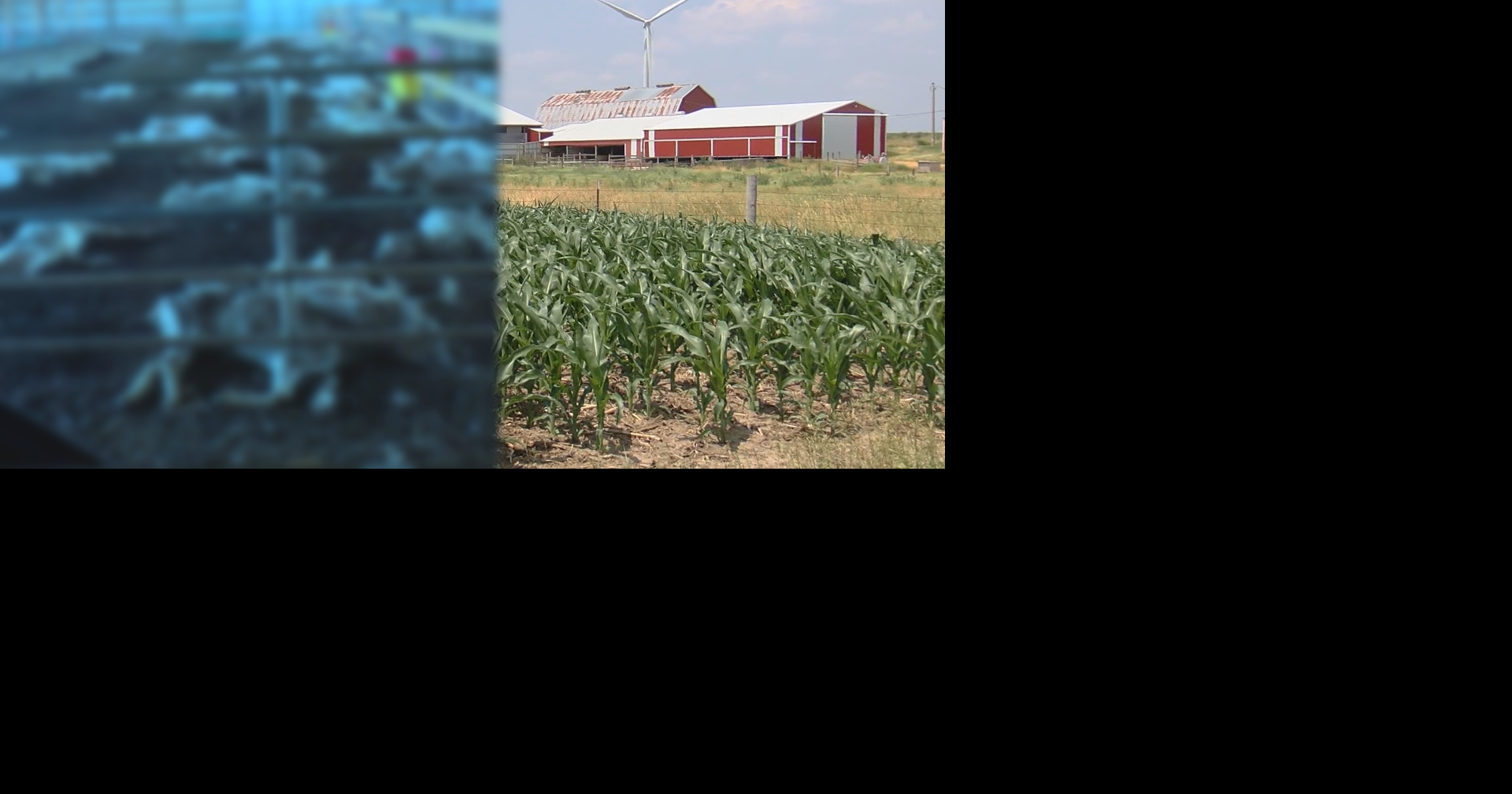 Man sentenced to prison after nearly 200 goats found starved to death ...