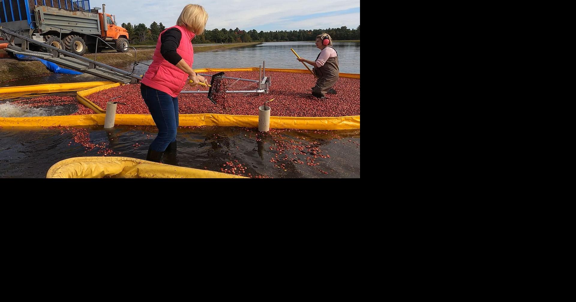 Wisconsin Cranberry Research Station harvests its crop for the second ...