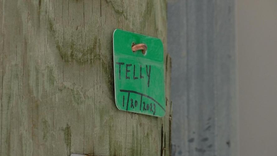Teen with autism and utility workers bond over telephone poles | Top ...