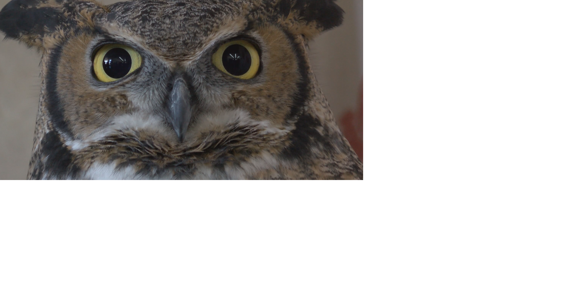 23rd annual International Festival of Owls | News | wxow.com