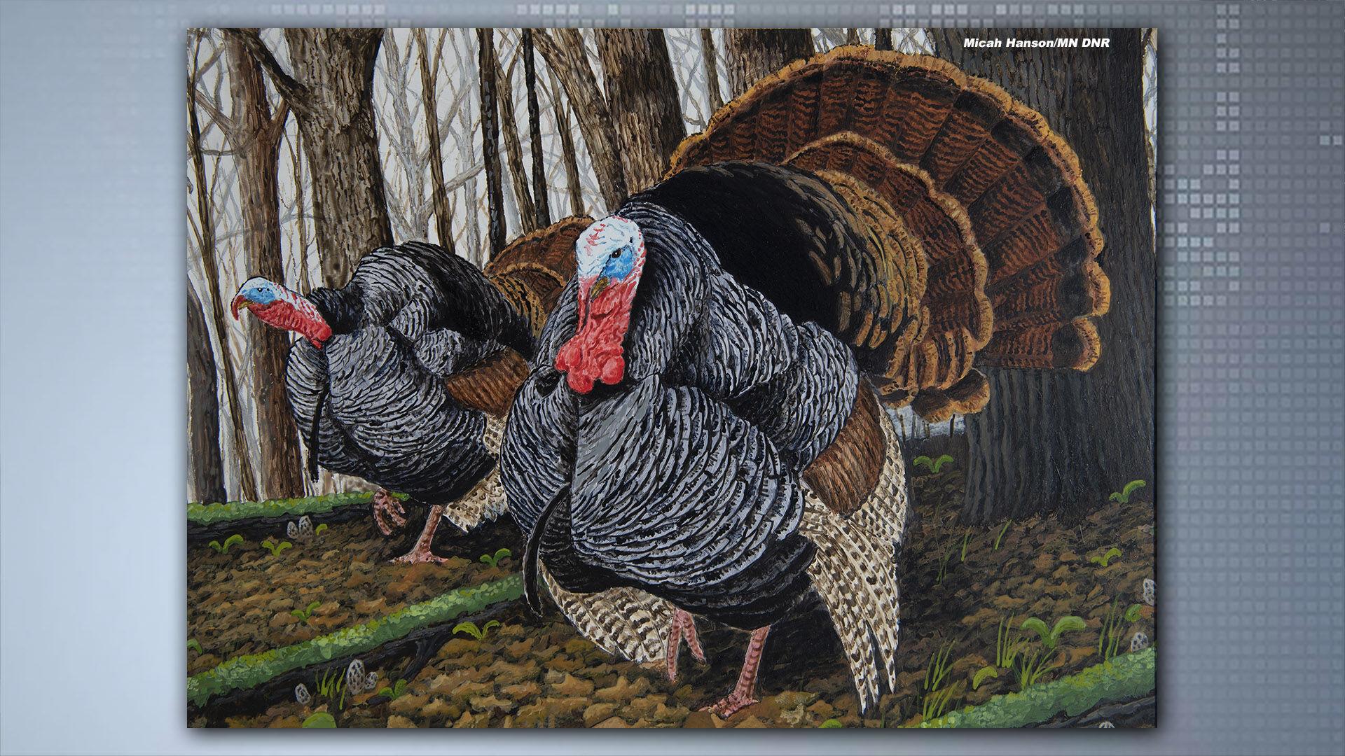 SE Minnesota artists win MN DNR pheasant and turkey stamp contests ...