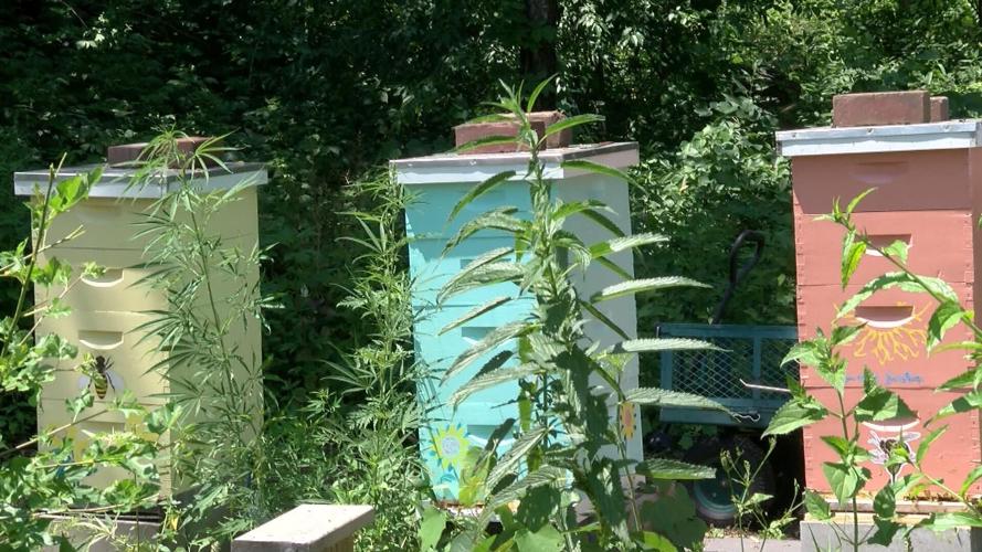 Bee colonies seeing a decline across the U.S. | News | wxow.com