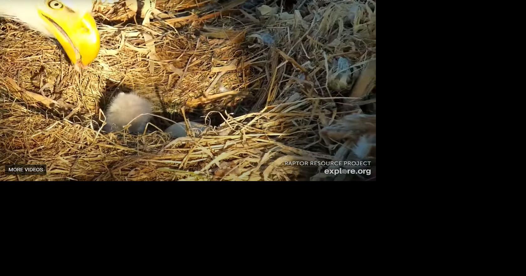 HATCH WATCH: The first Decorah eaglet is here! | News | wxow.com