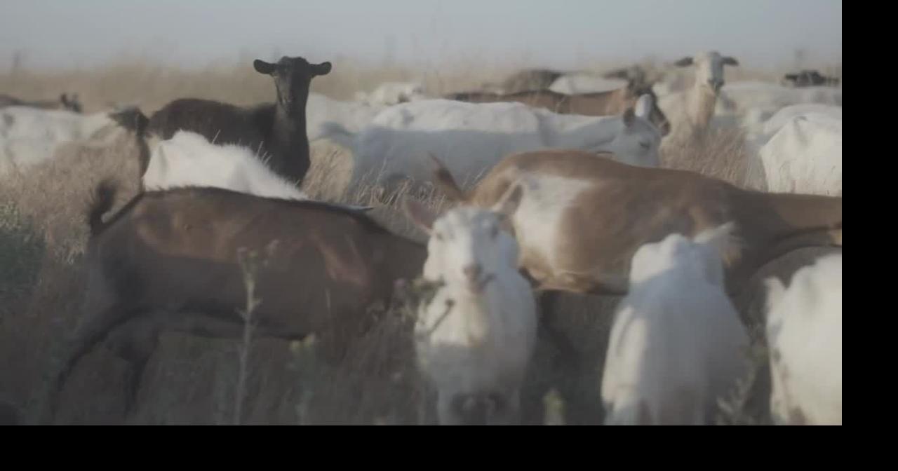Nearly 200 goats found dead on Darlington, Wisconsin farm | Video ...