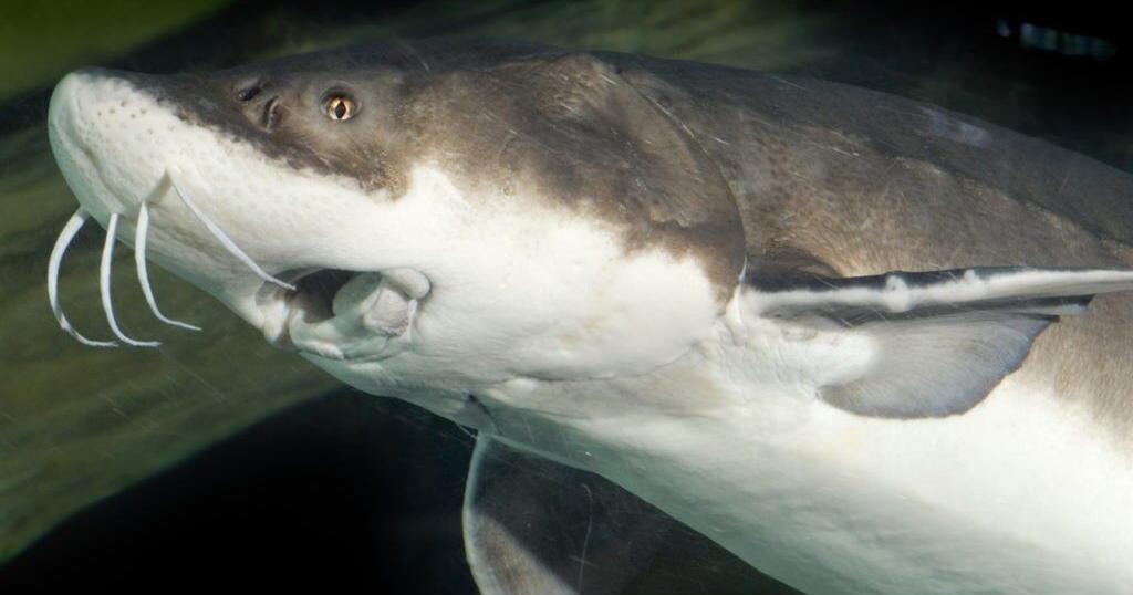 DNR provides sturgeon spearing season outlook | Ichthyology | wxow.com