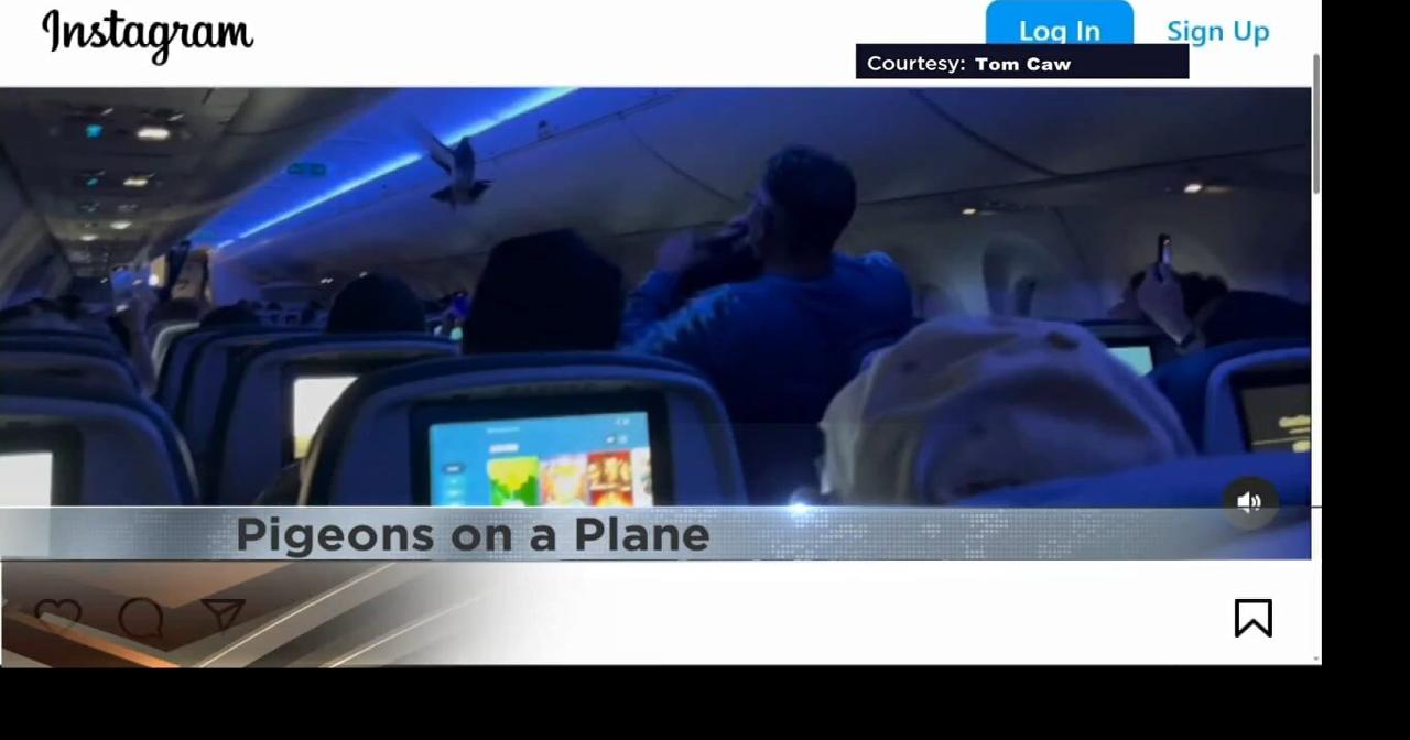 Pigeons removed from Delta flight headed to Madison | Video | wxow.com