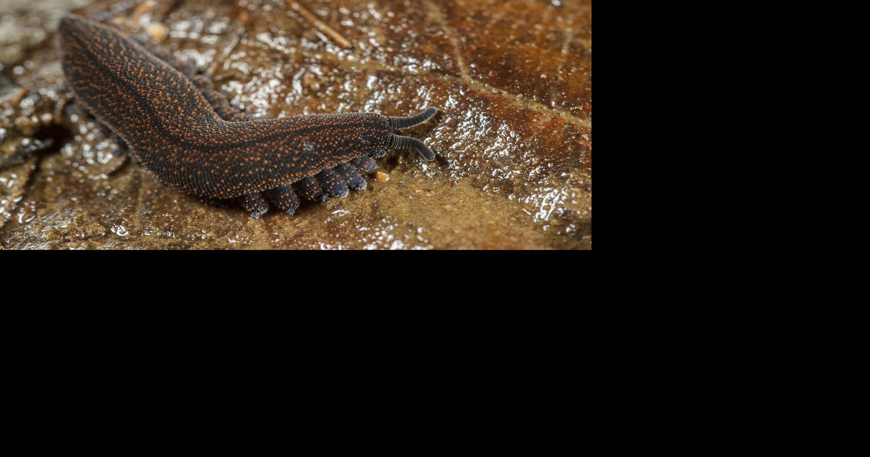 New Zealand’s bug of the year is an ancient worm that spits poison goo ...