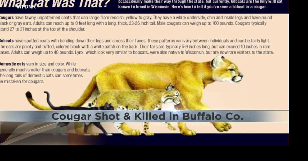 Cougar killed in Buffalo County | Video | wxow.com