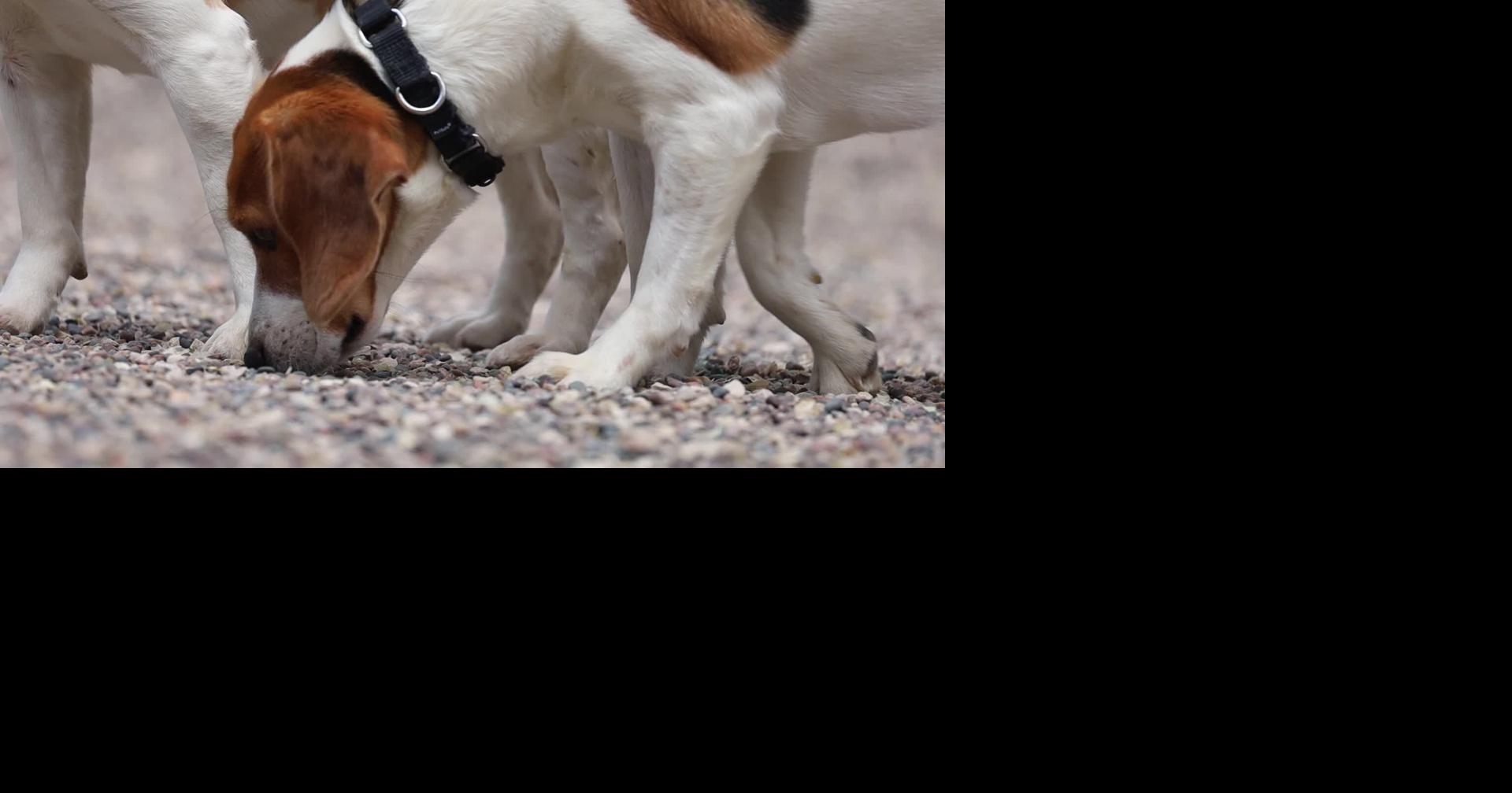 Ridglan Farms finalizes plans to donate and sell all remaining dogs at ...