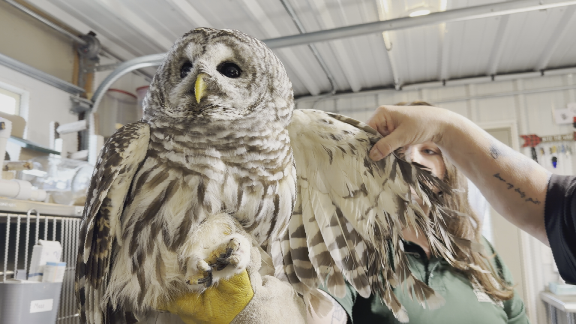 Coulee Region Humane Society rescues trapped owl at Goose Island ...