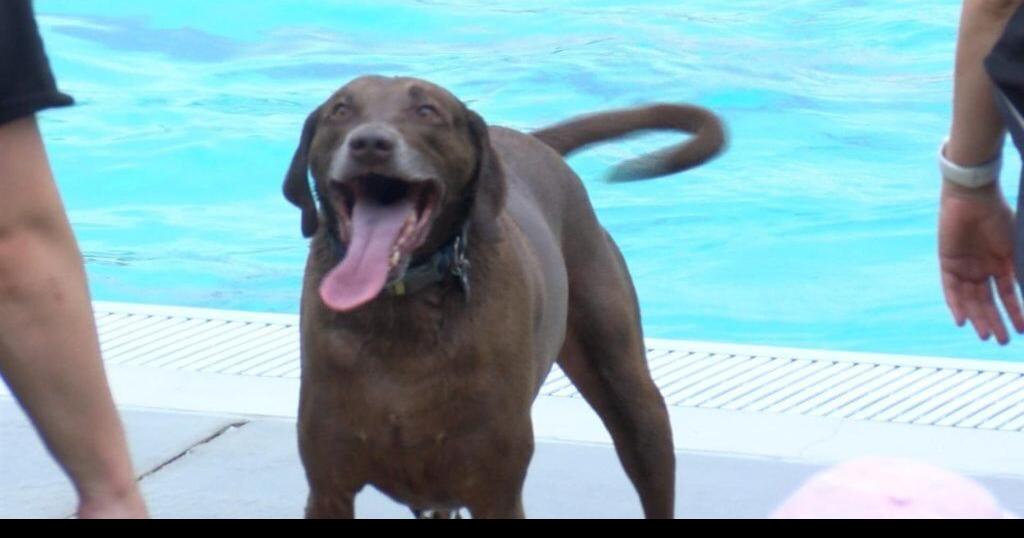 Dogs take over Onalaska Aquatic Center for Annual Diggity Dog Dip ...