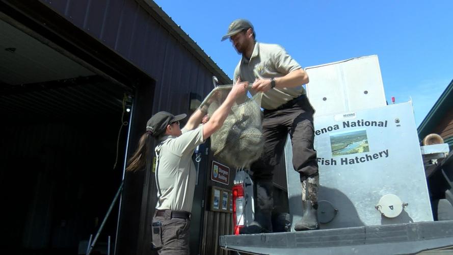 Chad Erickson Memorial Park stocked with 500 rainbow trout | News ...