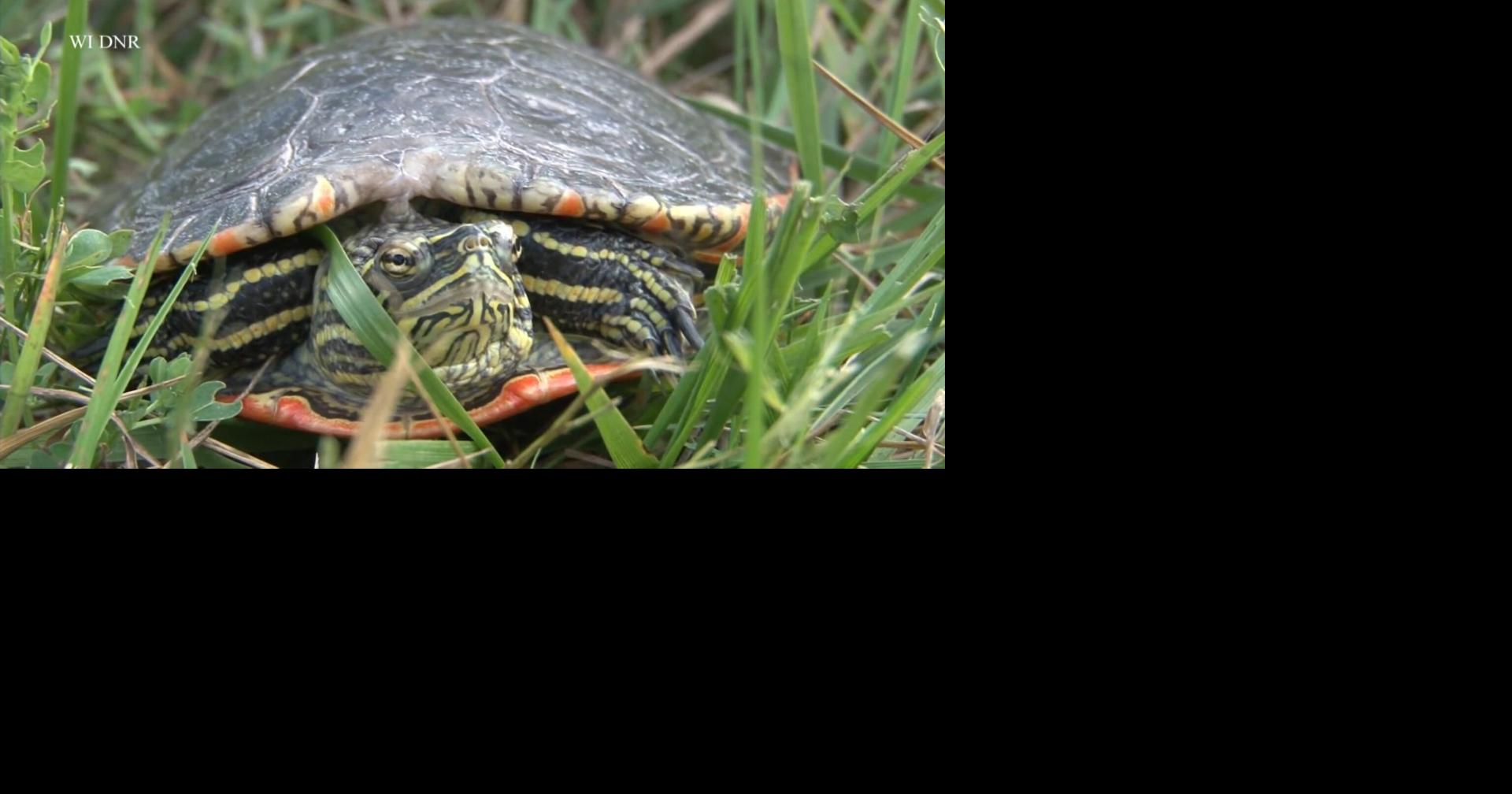 Wisconsin DNR: Watch for turtles crossing the road | News | wxow.com