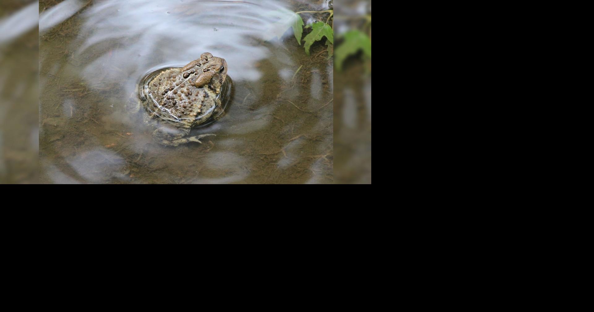 DNR calls for volunteers to help with frog and toad calling survey ...