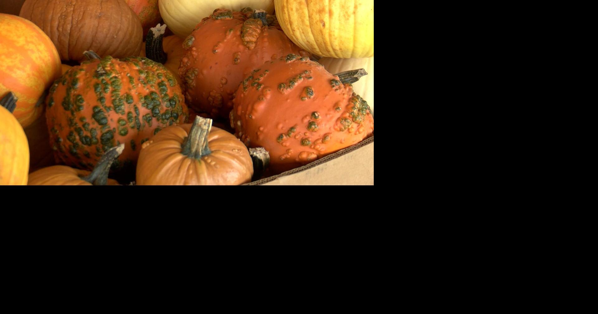 Local retailers gearing up for increased pumpkin sales | News | wxow.com