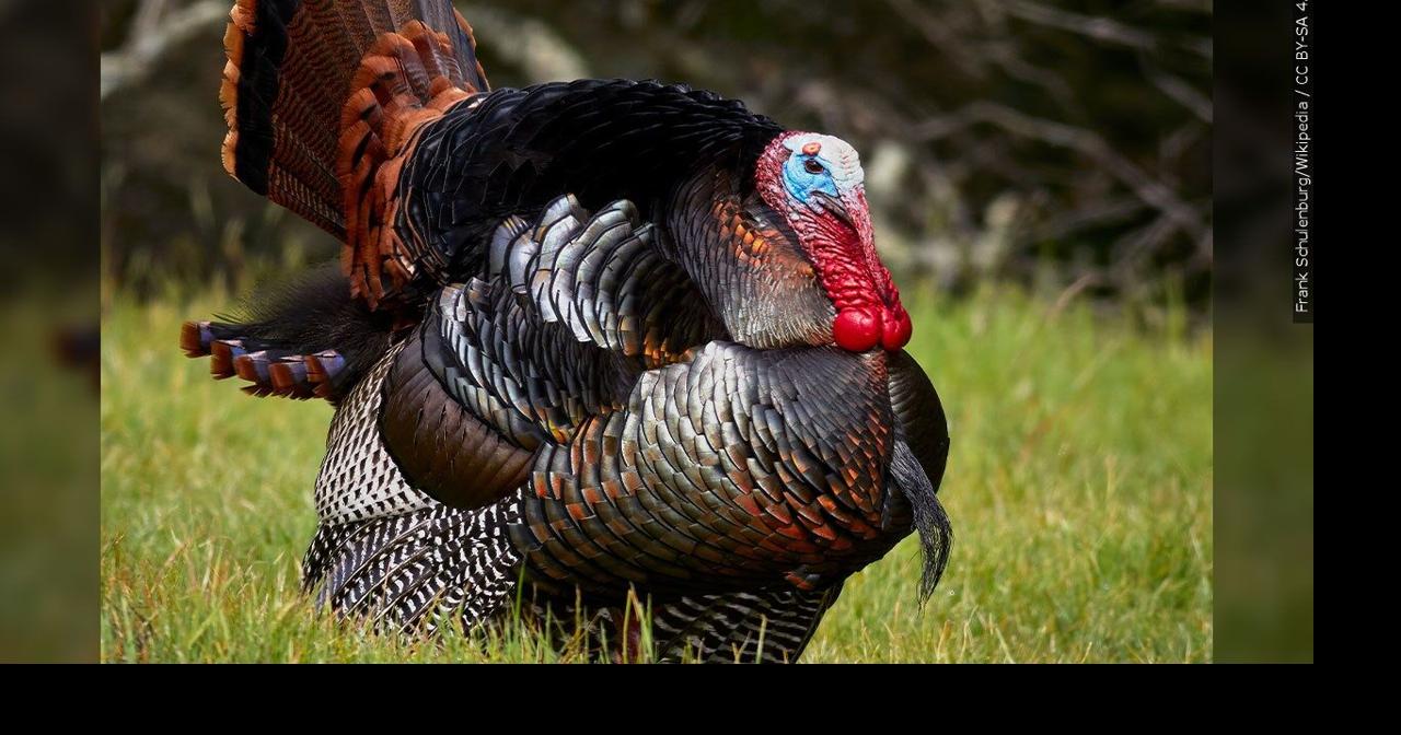 Wisconsin spring turkey season now open | Wisconsin News | wxow.com
