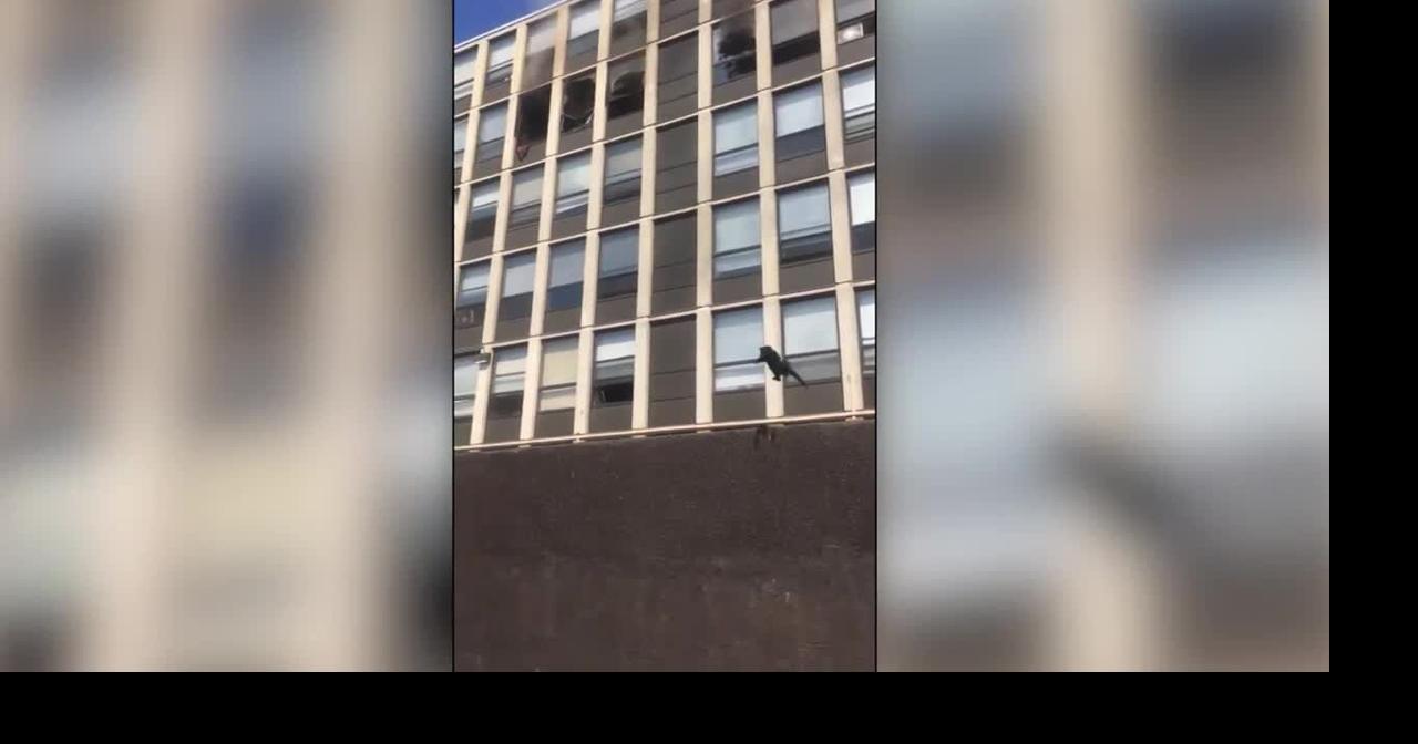 WATCH: Cat jumps out of window in a burning building and walks away ...