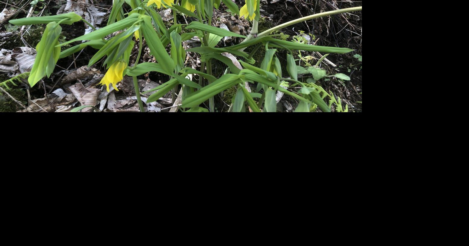 "Friends of the Blufflands' to plant ephemerals on Grandad Bluff's ...