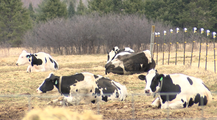 Cows infected with bird flu for the first time ever | News | wxow.com