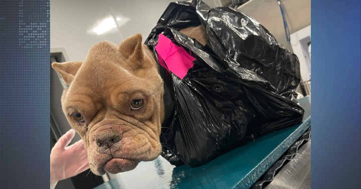 Des Moines Police investigate after dog is taped inside trash bag, left ...