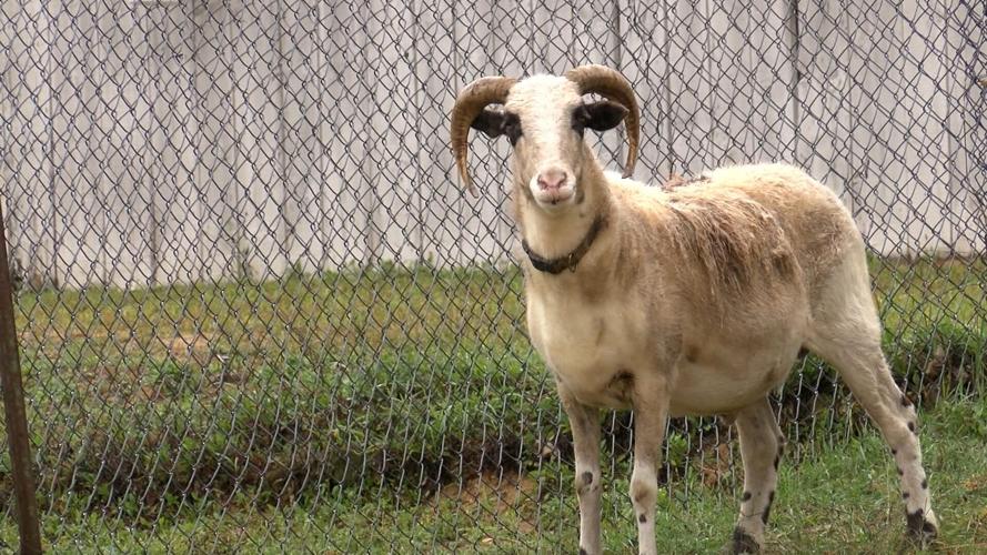 Rescue shelter and sanctuary going solar in Sparta | Top Stories | wxow.com
