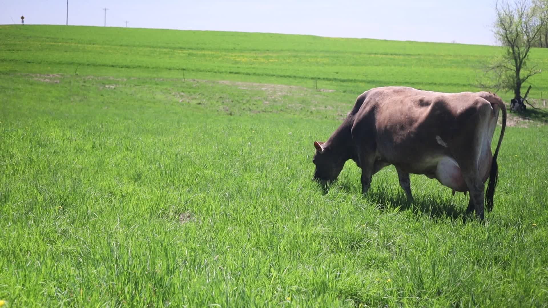 Stoddard cow competing in Organic Valley’s “Happiest Cow” Contest ...