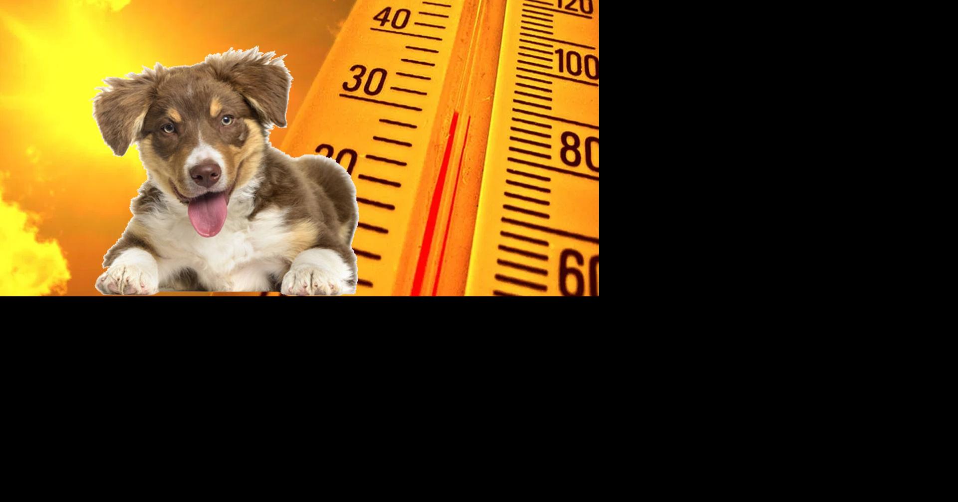 Keeping your pets safe in hot weather | News | wxow.com